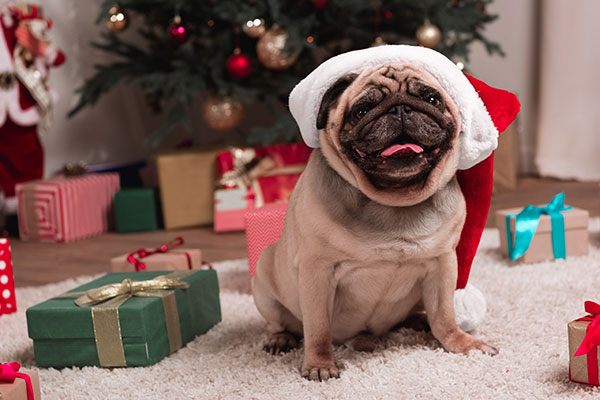Fireworks notice for pet owners 5 December | Mirage News