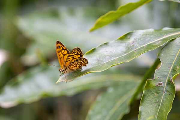 2023 City Nature Challenge | The National Tribune