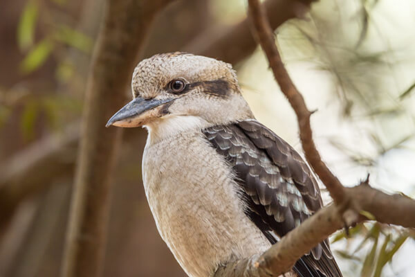 Getting ready for City Nature Challenge | Mirage News