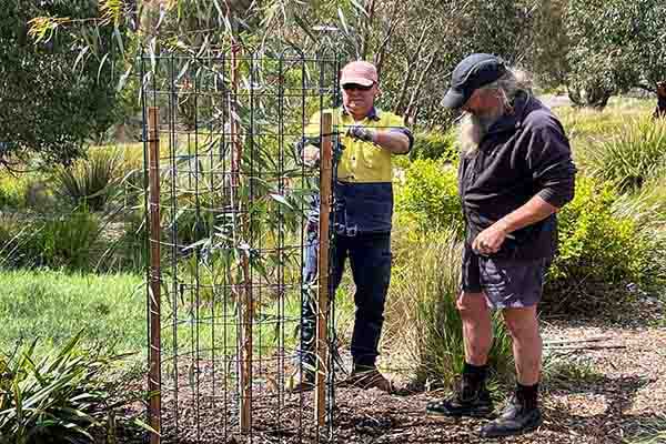 Separation Tree sapling planted at Quarry Reserve | Knox
