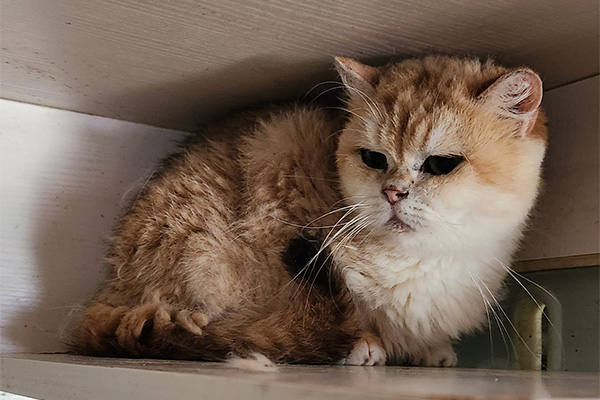 Illegal cat breeders convicted and fined over $100k | Knox