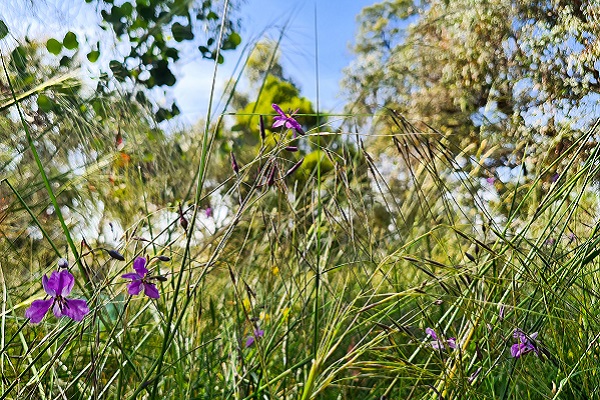 Buath Gurru – grass flowering season is here | Knox